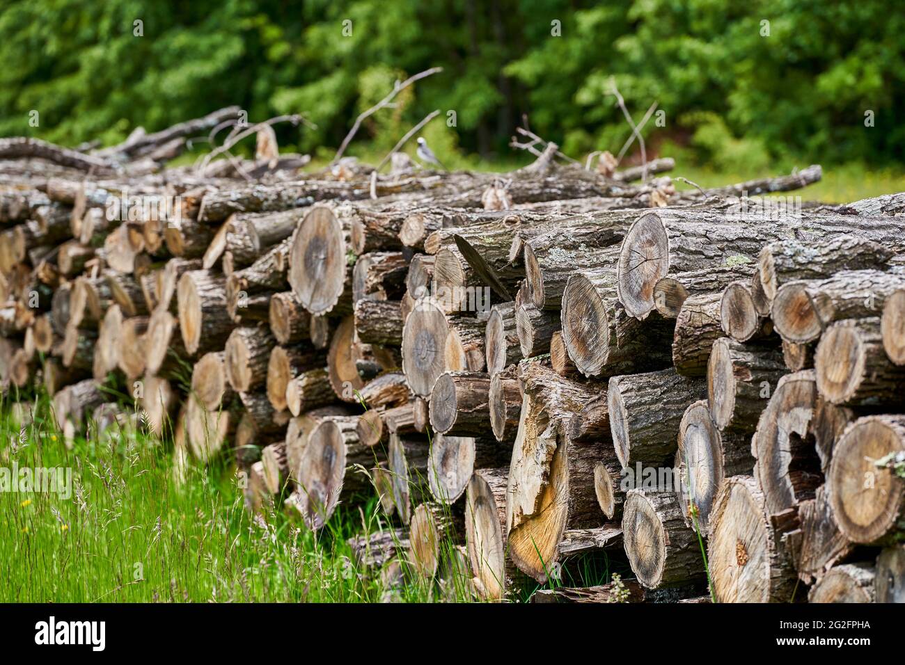 Forestry - stacks of oak wood sawn from the forest Stock Photo - Alamy