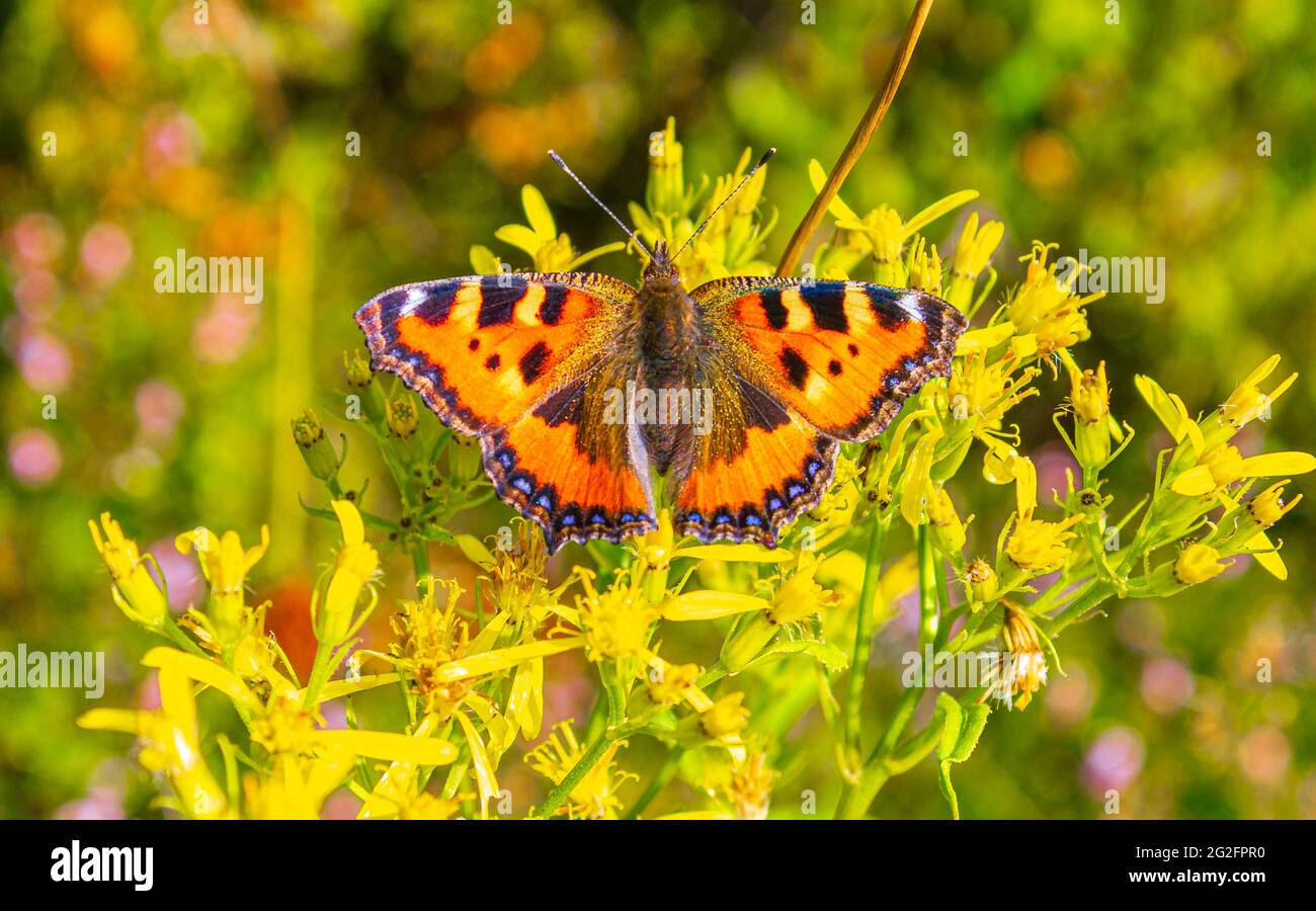 Orange butterfly Small Fox Tortoiseshell Aglais urticae on yellow ...