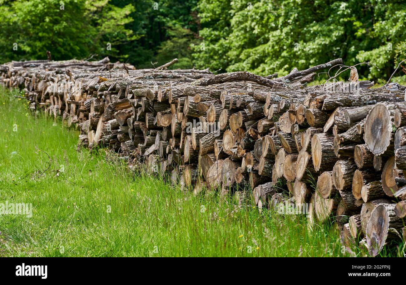 Forestry - stacks of oak wood sawn from the forest Stock Photo - Alamy