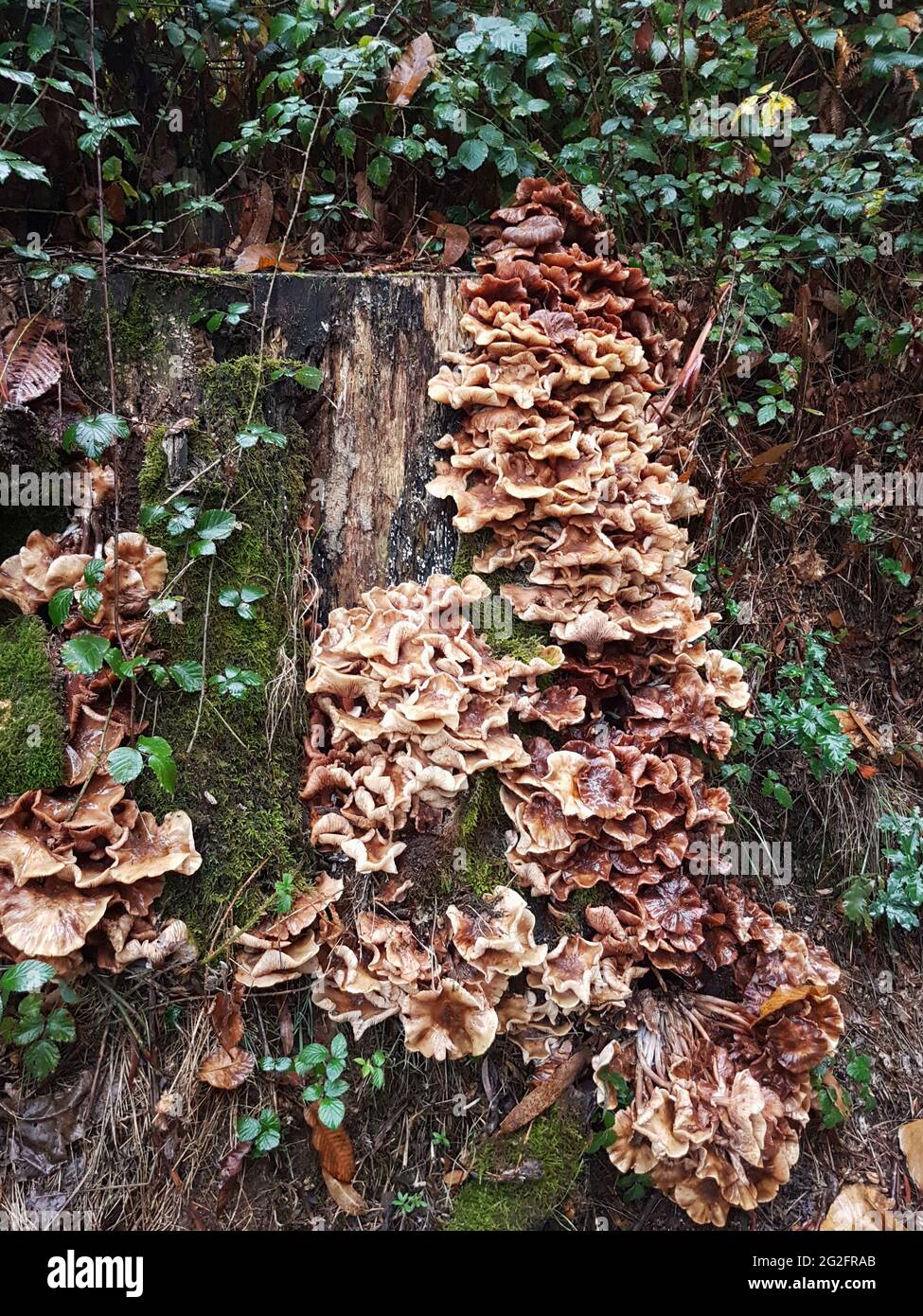 Vertical shot of exotic fungus grown on the trunk of a tree in the ...