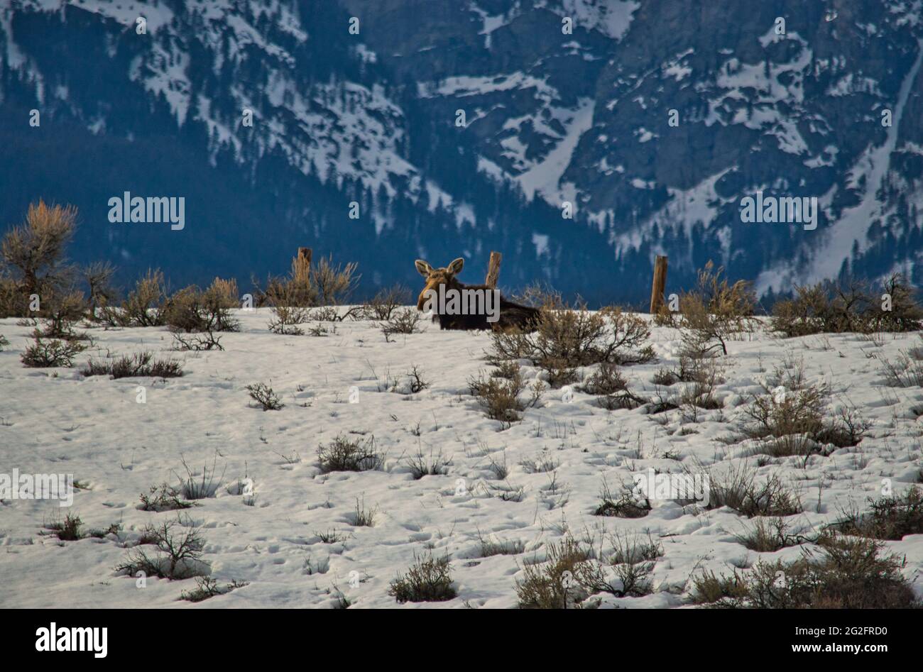 Elk sitting in the snow in Grand Teton National Park, Northwest Wyoming ...
