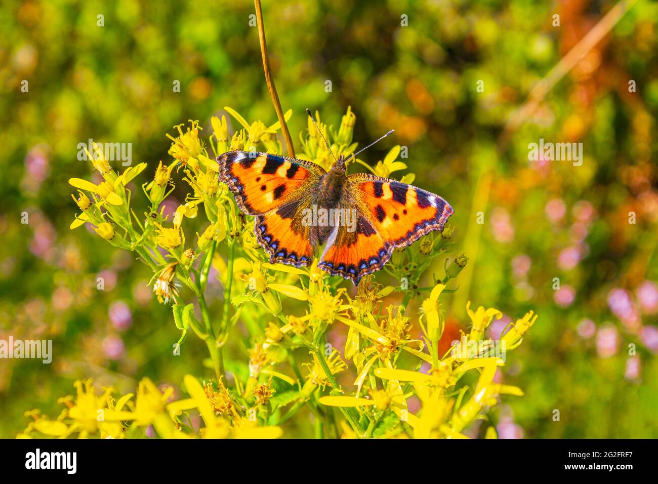 Orange butterfly Small Fox Tortoiseshell Aglais urticae on yellow ...