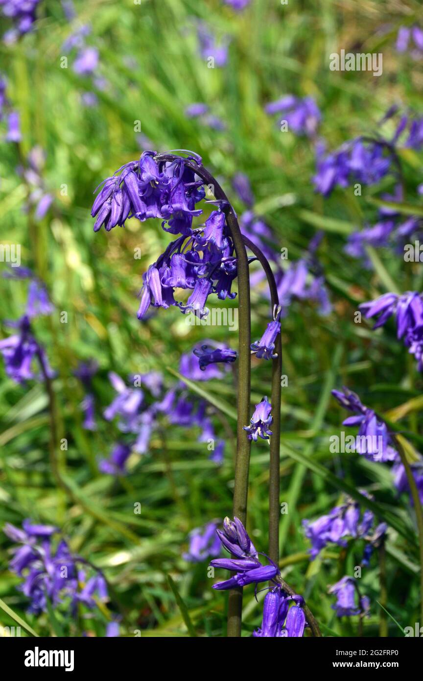 Closeup of Wild Bluebell Flowers in the Woods at the Himalayan Garden ...