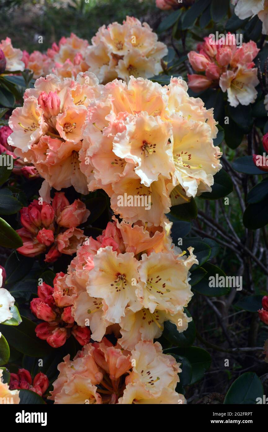 Peach Coloured Rhododendron Flowers on Display at the Himalayan Garden ...