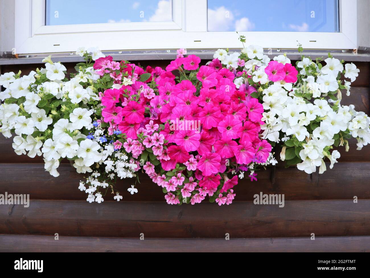 Window box full of colorful petunias . Pink and white flowering plants ...