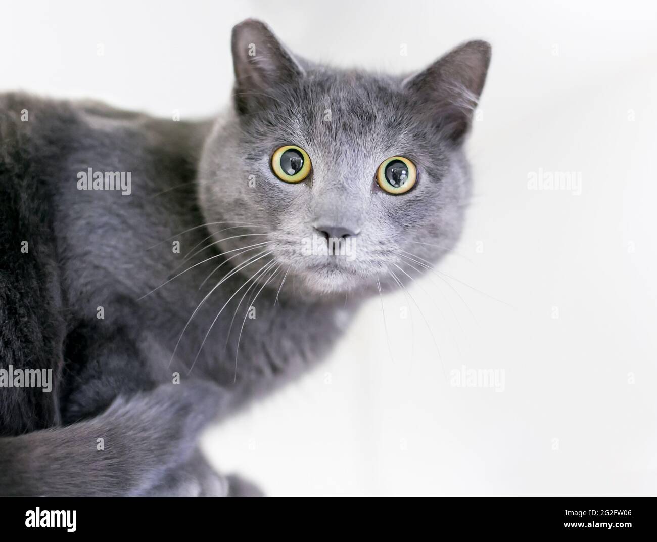 Looking startled hi-res stock photography and images - Alamy