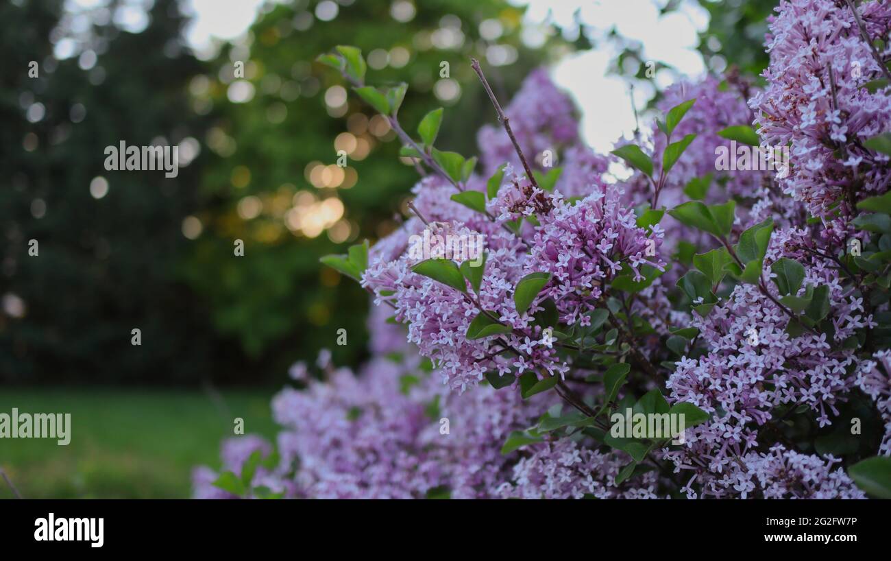 Syringa vulgaris garden hi-res stock photography and images - Alamy