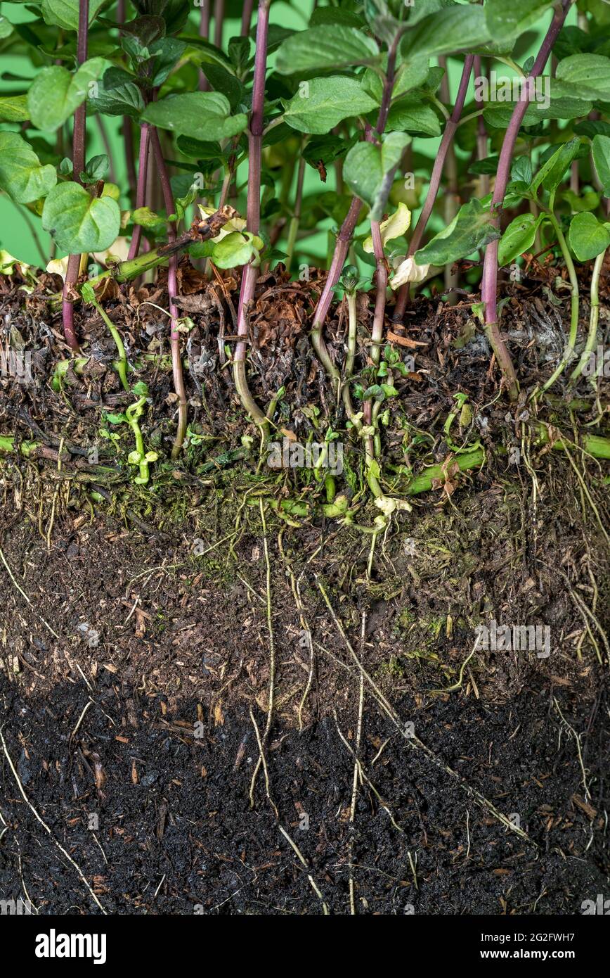 Soil profile agriculture hi-res stock photography and images - Alamy