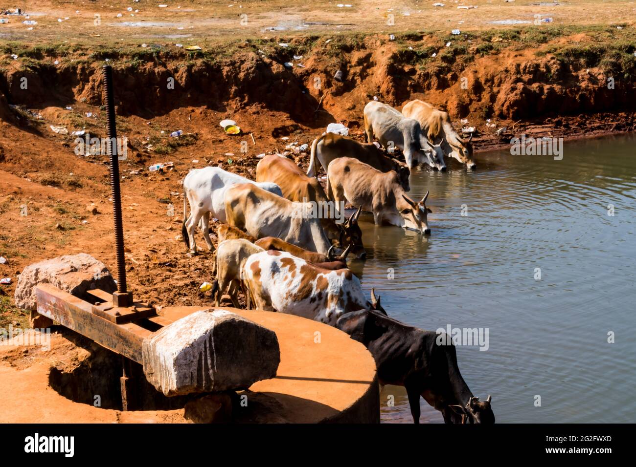 Cattle drinking water hi-res stock photography and images - Alamy