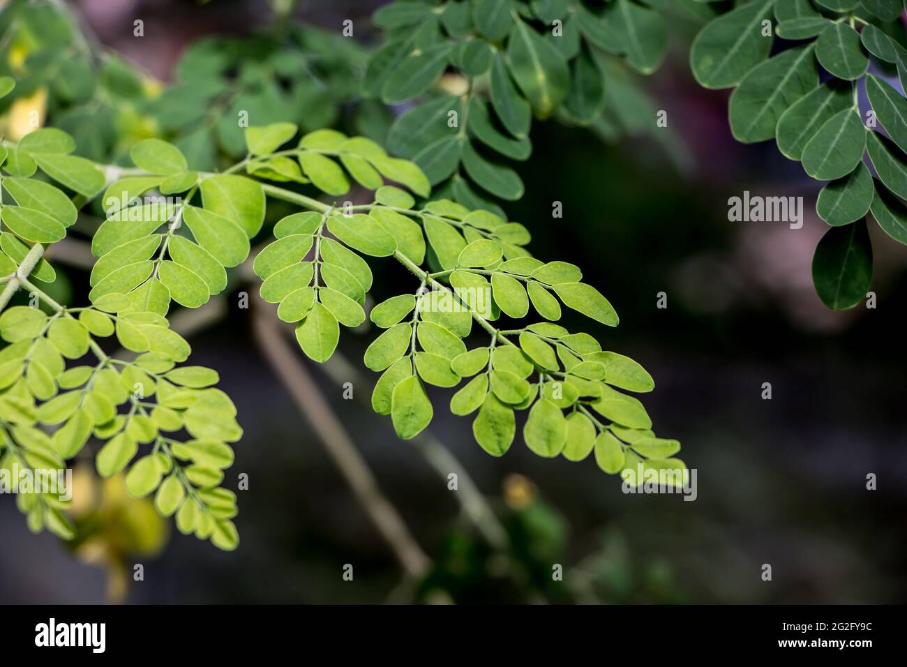 Close up leaf of Horse radish tree Stock Photo - Alamy