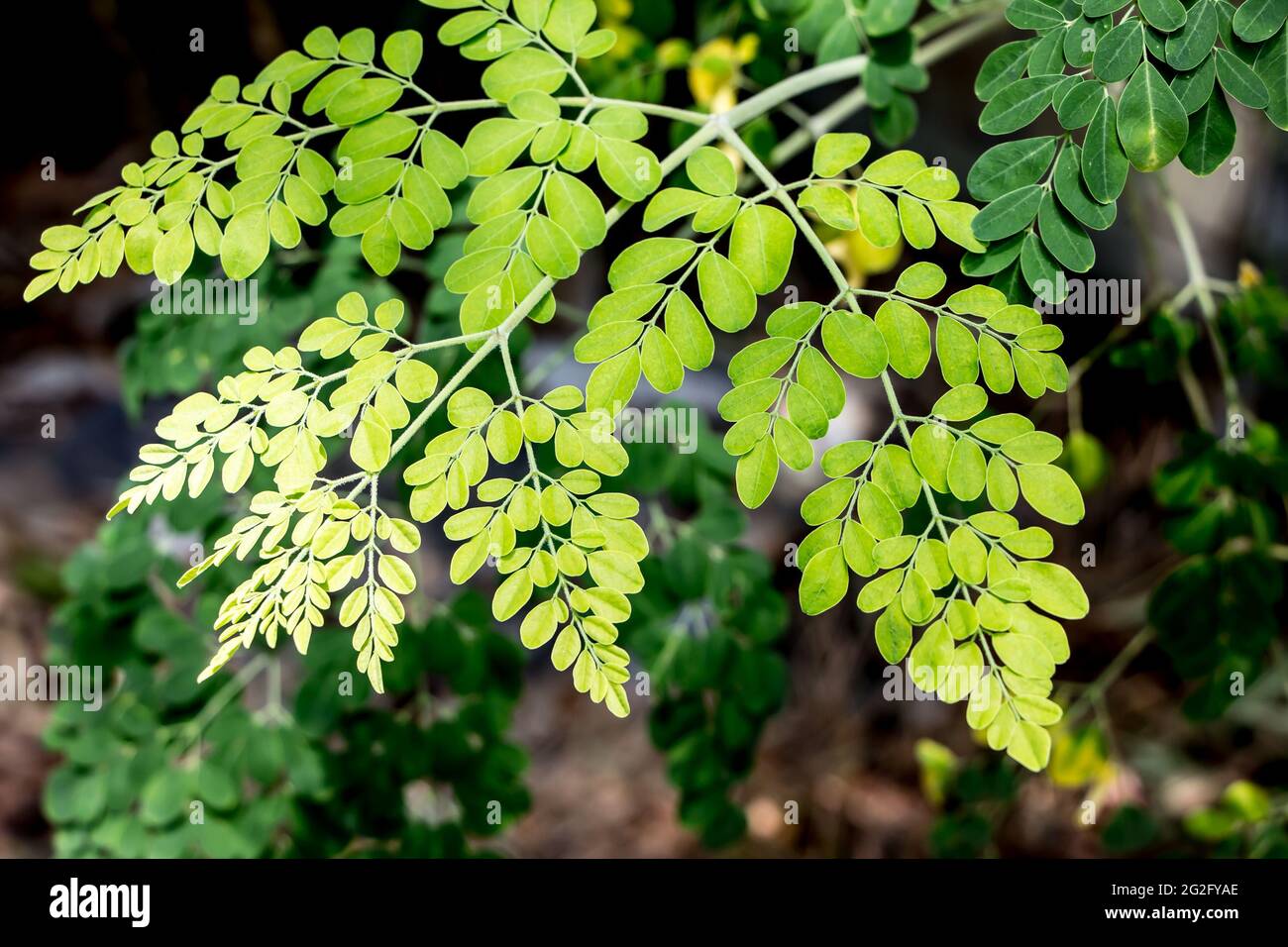 Close up leaf of Horse radish tree Stock Photo - Alamy