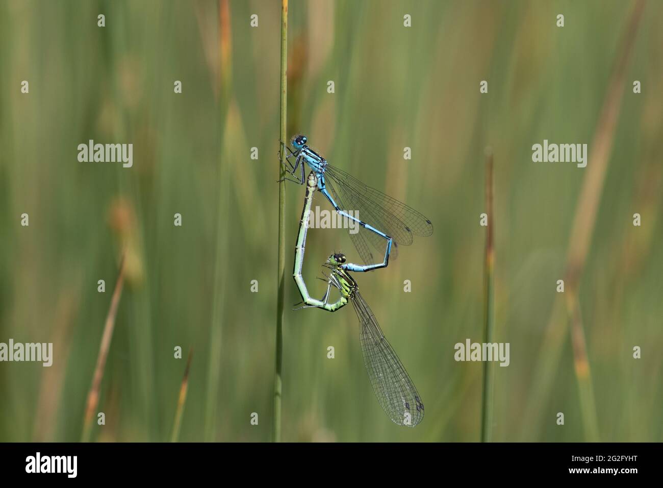 Azure damselflies mating Stock Photo - Alamy
