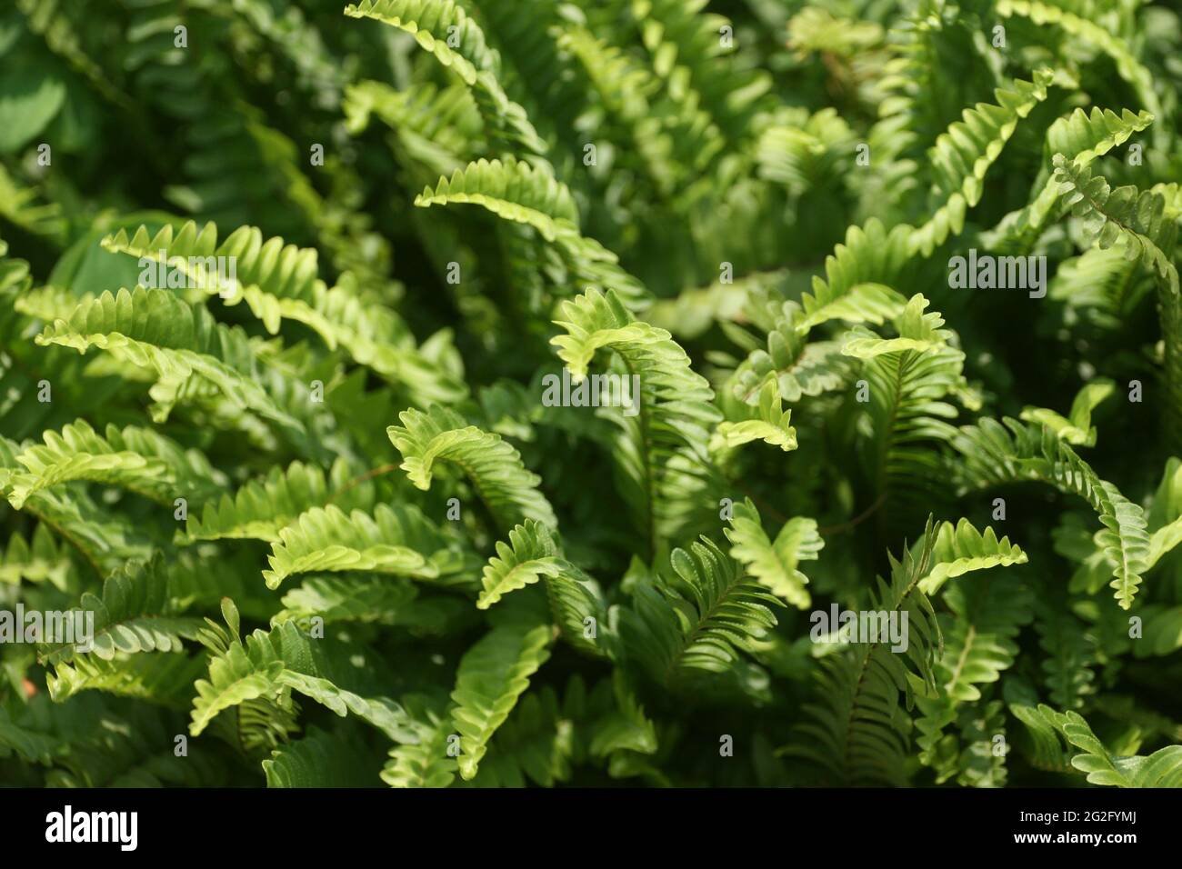 High angle shot of fern perennial green branches under sunlight Stock ...