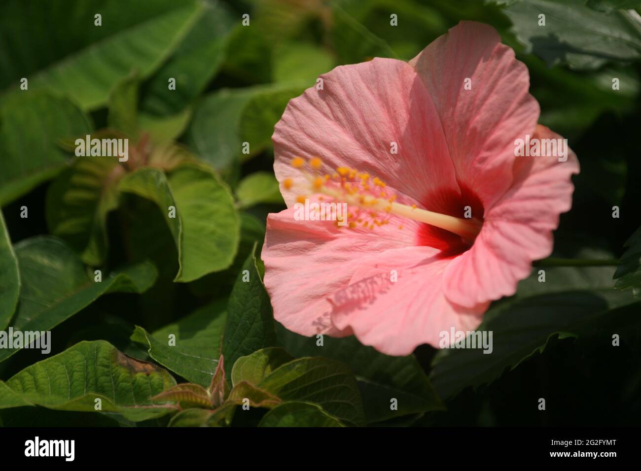 High angle shot of a blossomed hibiscus on the bush under sunlight ...