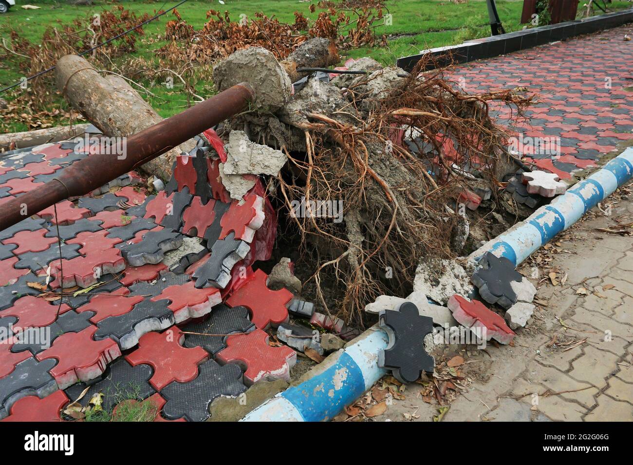 Super cyclone Amphan uprooted tree and the force raised the pavement ...