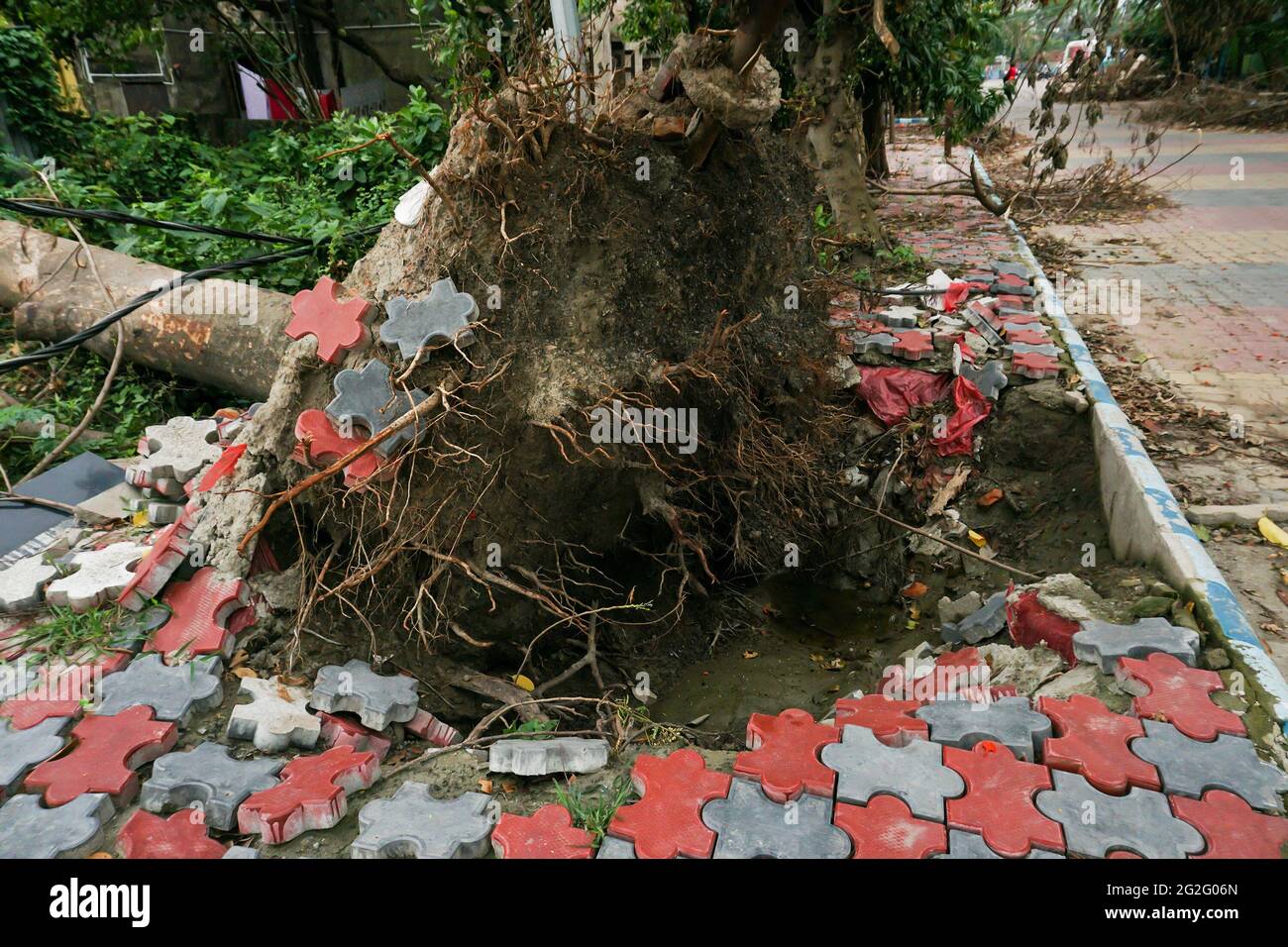 Super cyclone Amphan uprooted tree and the force raised the pavement ...