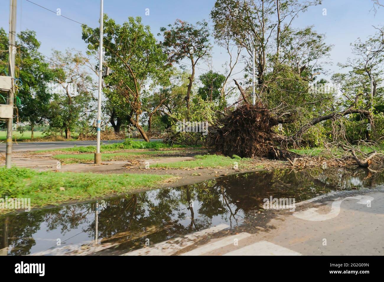 Super cyclone Amphan uprooted tree which fell and blocked pavement. The ...