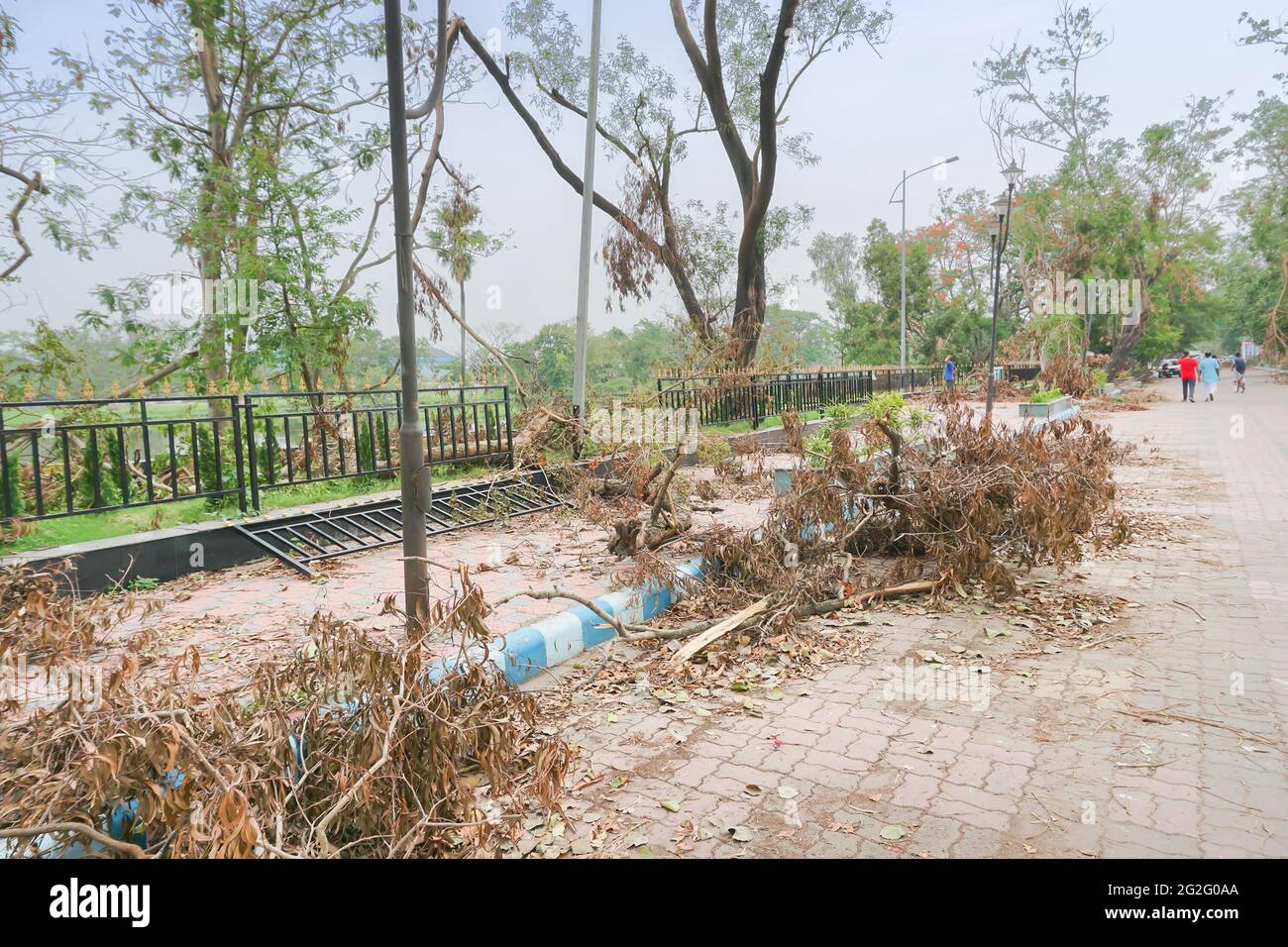 Super cyclone Amphan uprooted tree which fell and blocked pavement. The ...