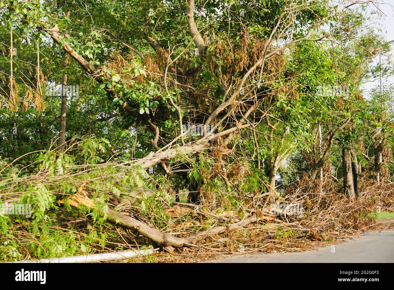 Super cyclone Amphan uprooted tree which fell and blocked pavement. The ...