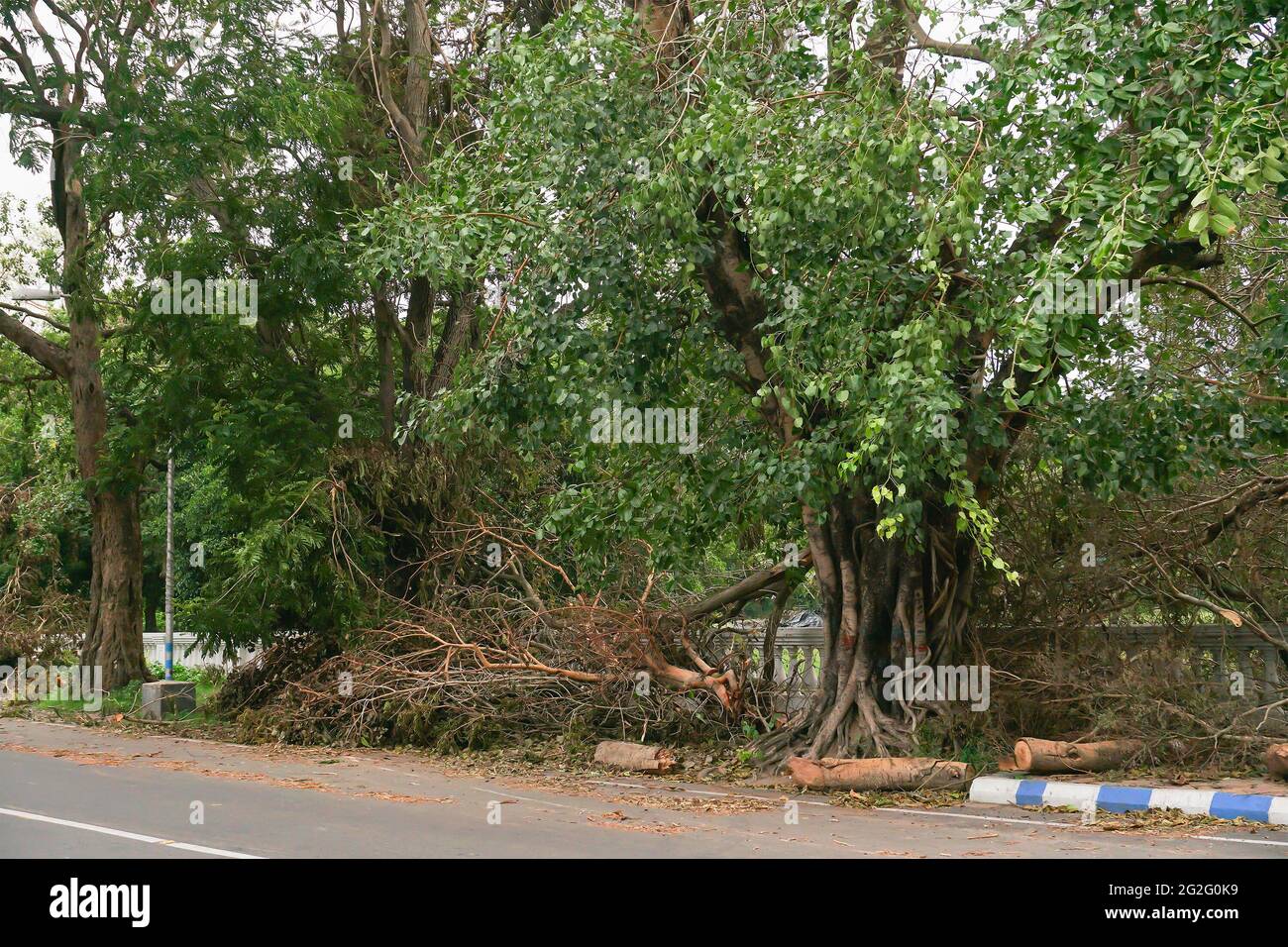 Super cyclone Amphan uprooted tree which fell and blocked pavement. The ...
