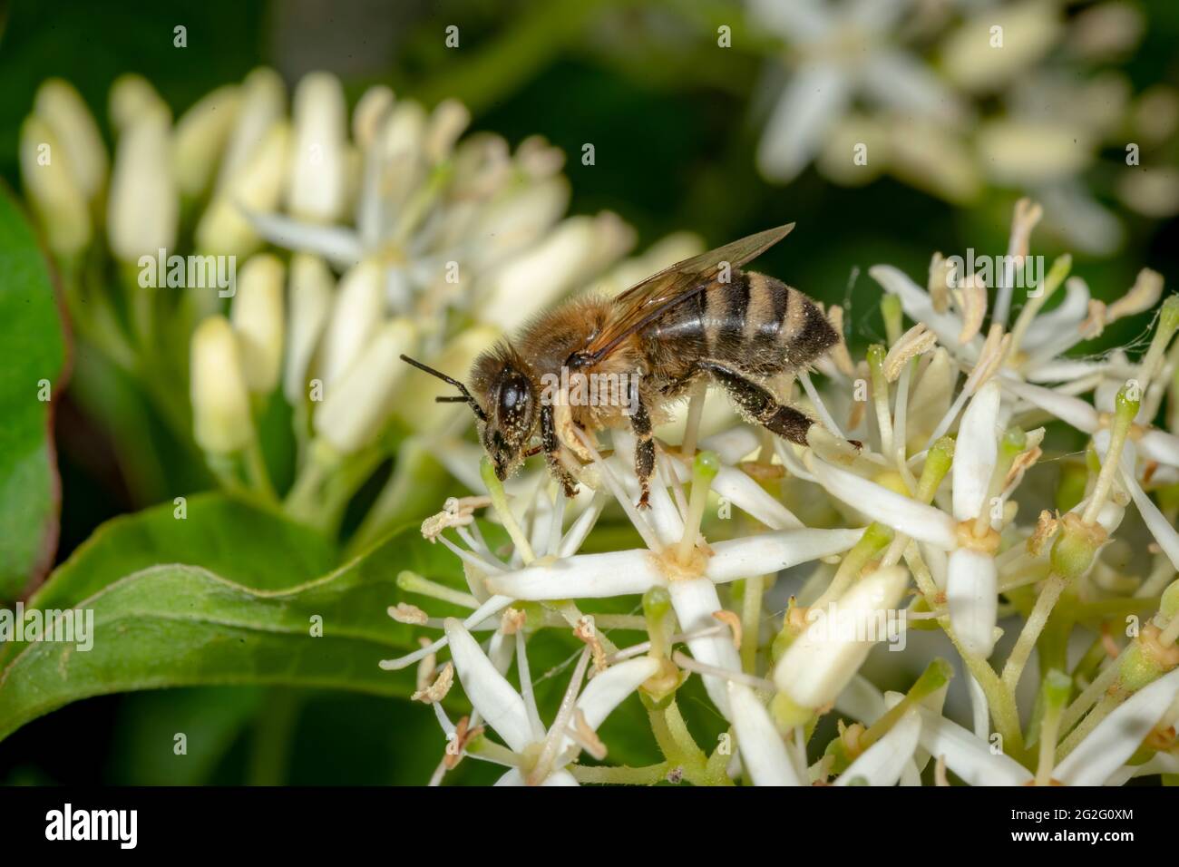 Honey bee sits on a white flower against a blurred green background ...
