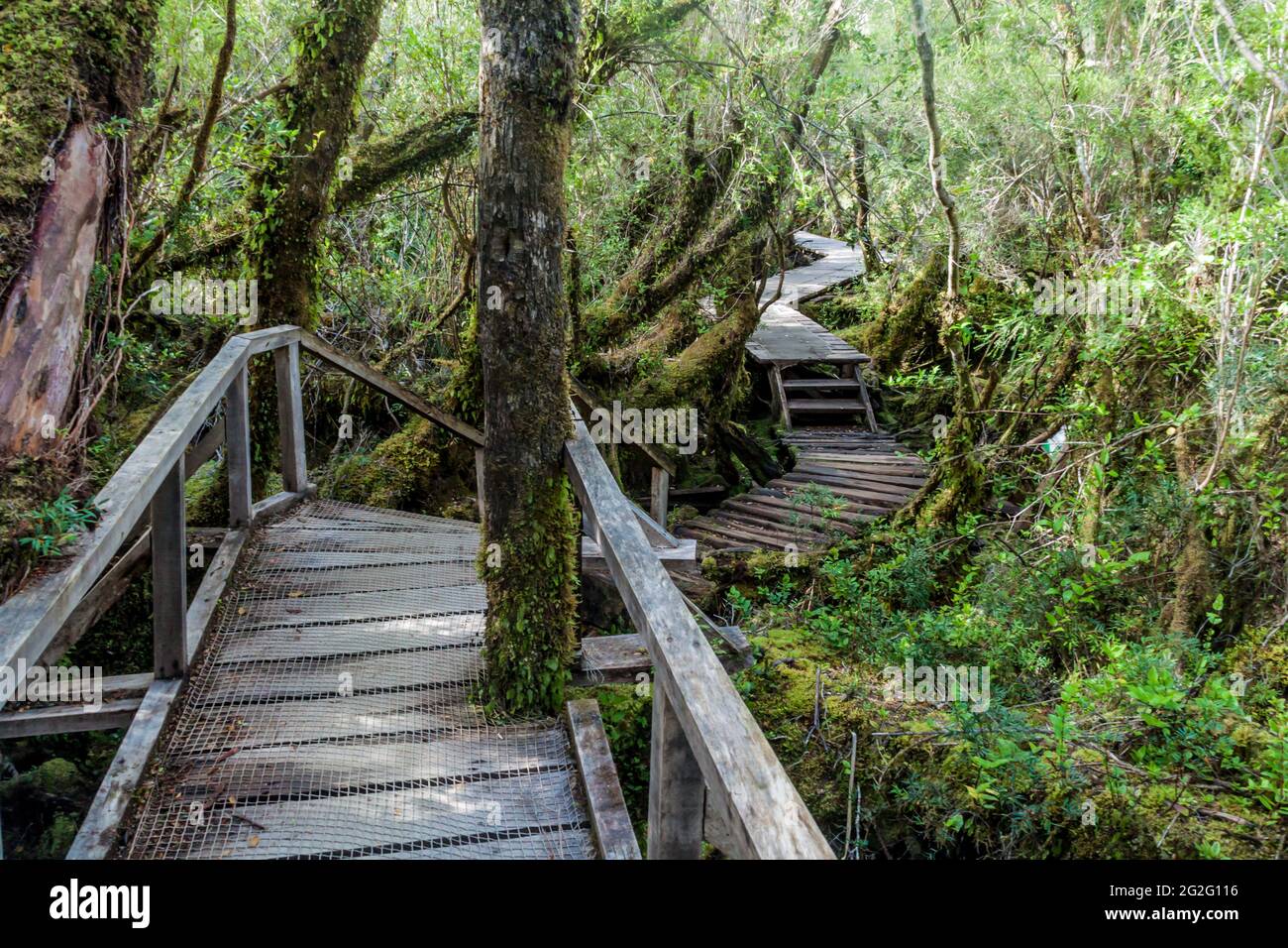 Boardwalk on a trekking trail in a forest in National Park Chiloe ...