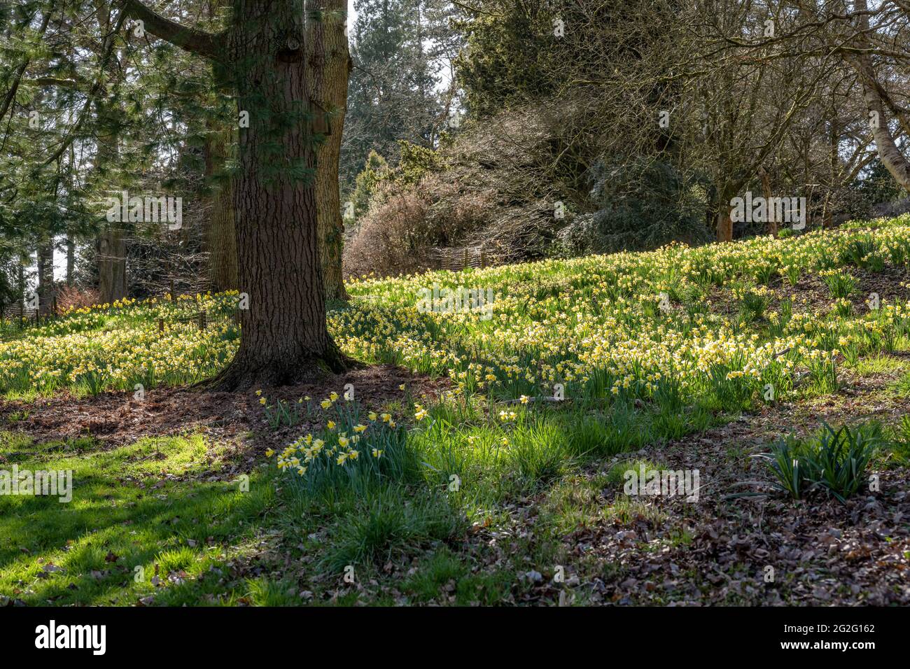 Daffodils in a woodland clearing in strong Spring sunshine Stock Photo ...