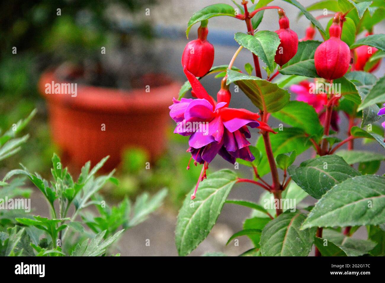 Fuchsia colors hi-res stock photography and images - Alamy
