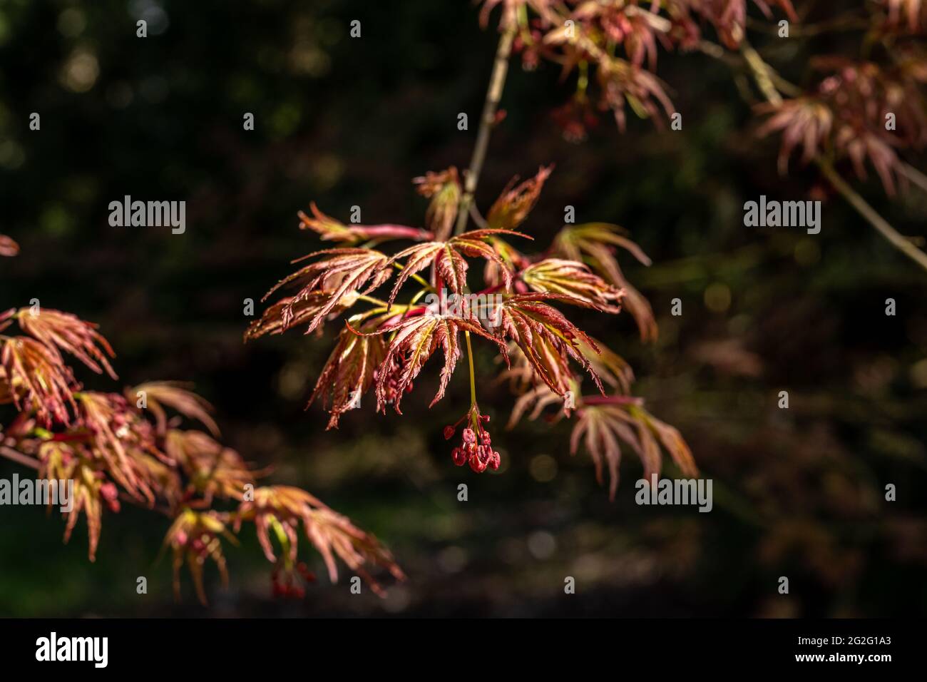 Acer Palmatum Shrub High Resolution Stock Photography and Images - Alamy