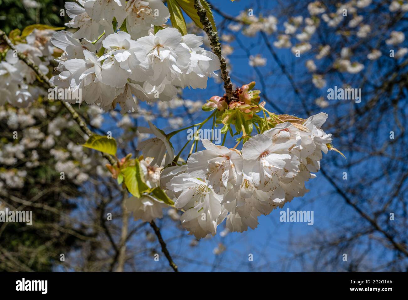 Cherry Blossom - Japanese Cherry, Prunus Shirotae Stock Photo - Alamy