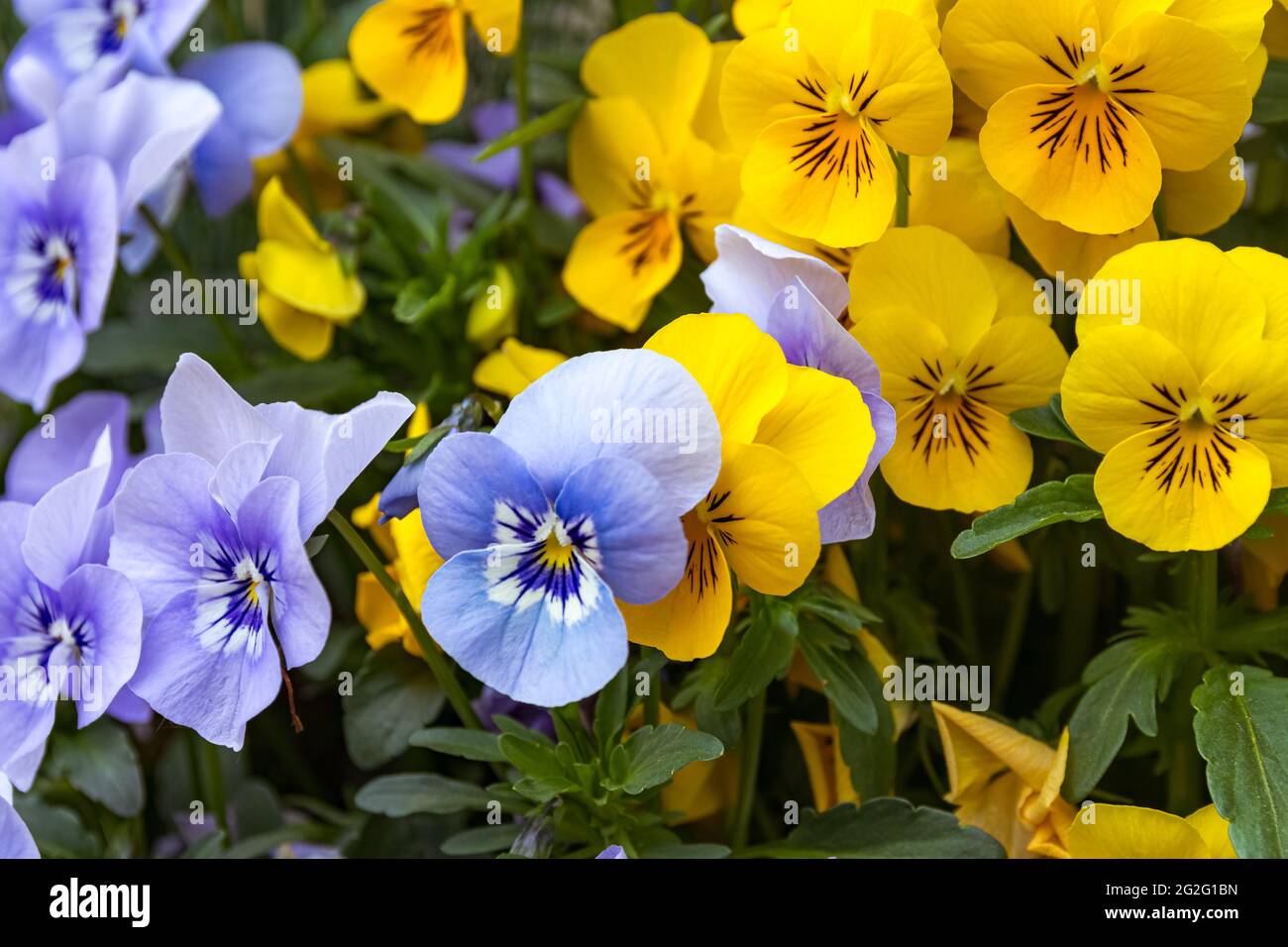 Closeup shot of blue and yellow garden pansies Stock Photo - Alamy