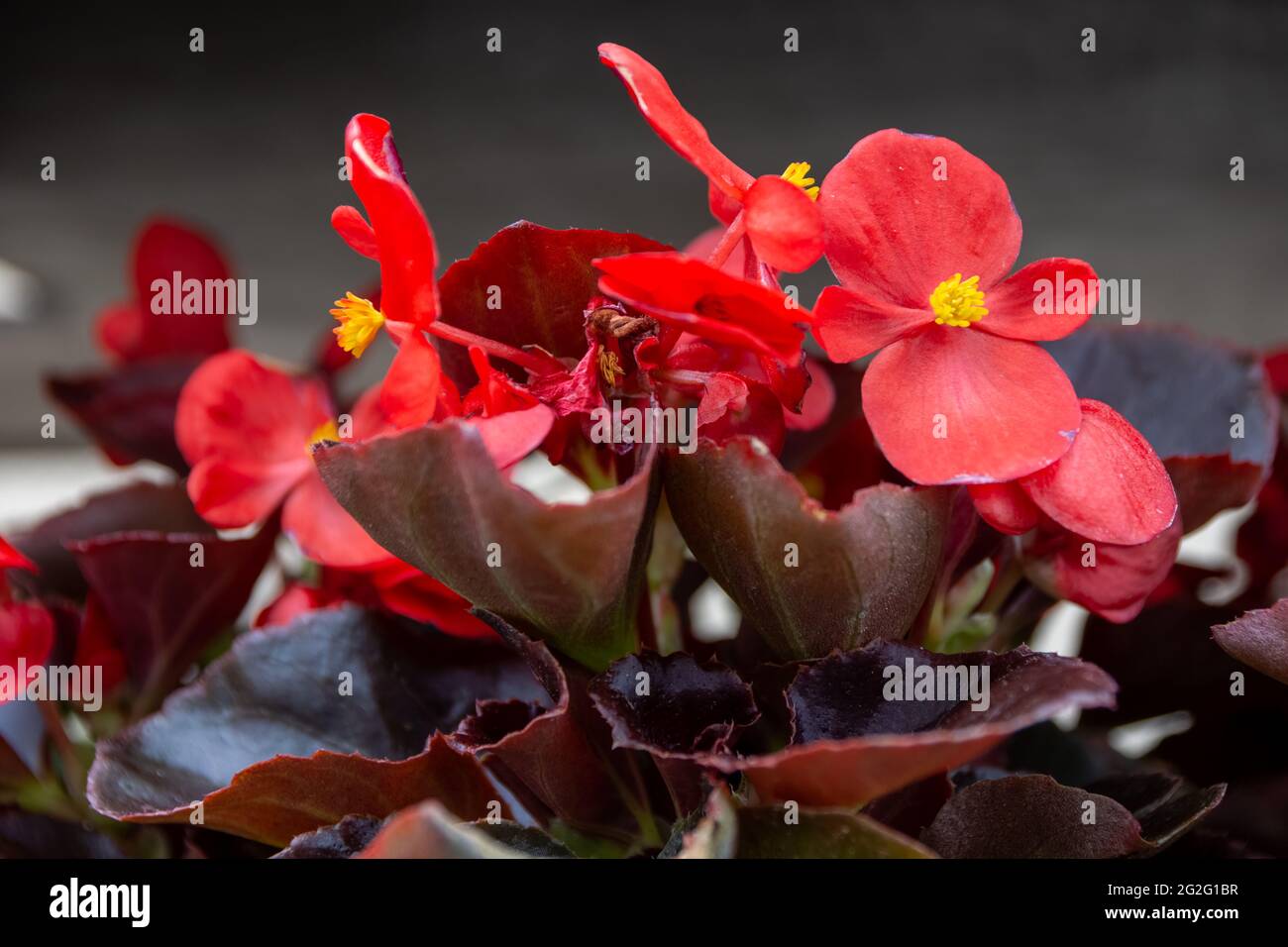 Clubed begonia hi-res stock photography and images - Alamy