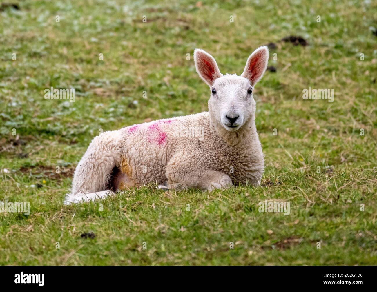 Spring Lamb resting Stock Photo - Alamy