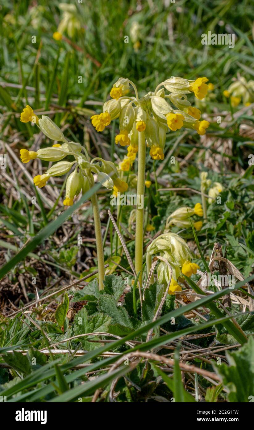 Common cowslips hi-res stock photography and images - Alamy