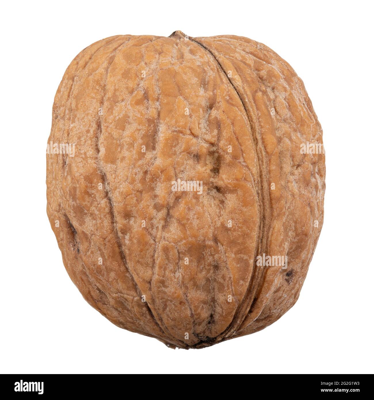 Walnut isolated closeup on white background with clipping path. Nut ...