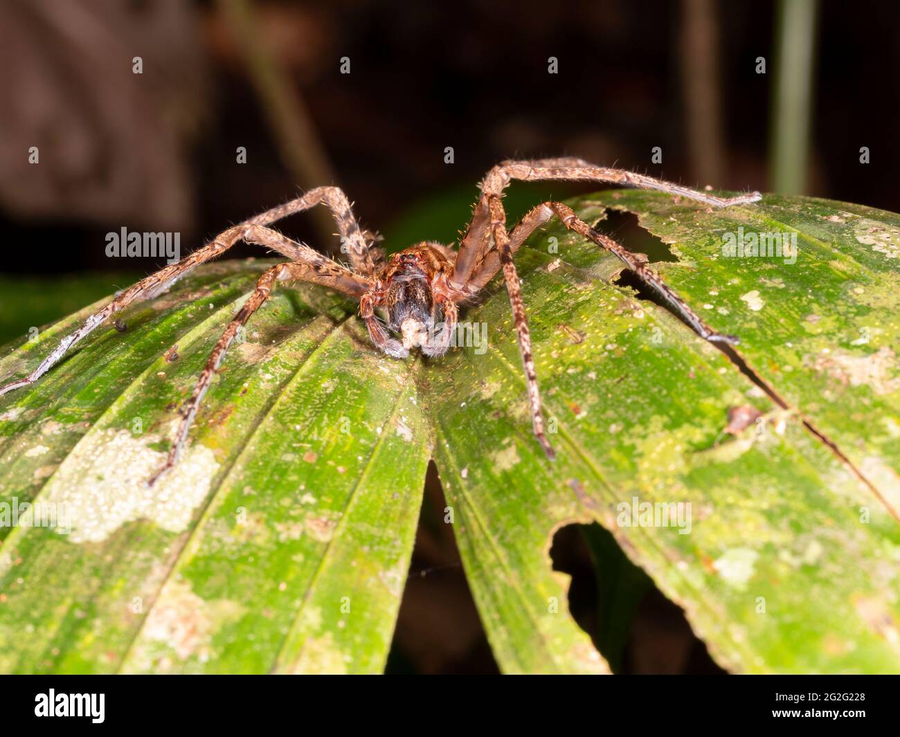 Wolf spider ecuador hi-res stock photography and images - Alamy