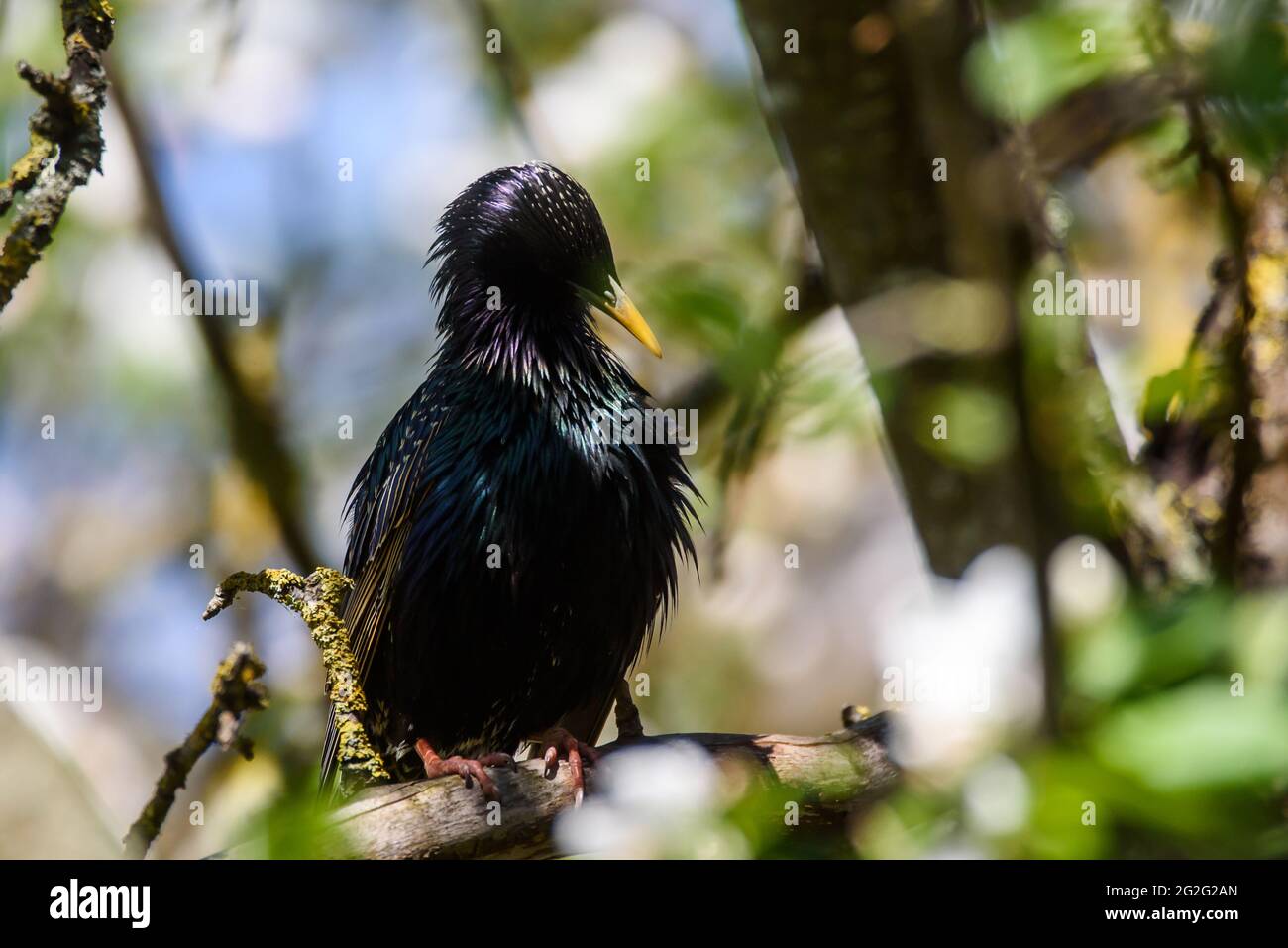 Bird on apple tree hi-res stock photography and images - Alamy