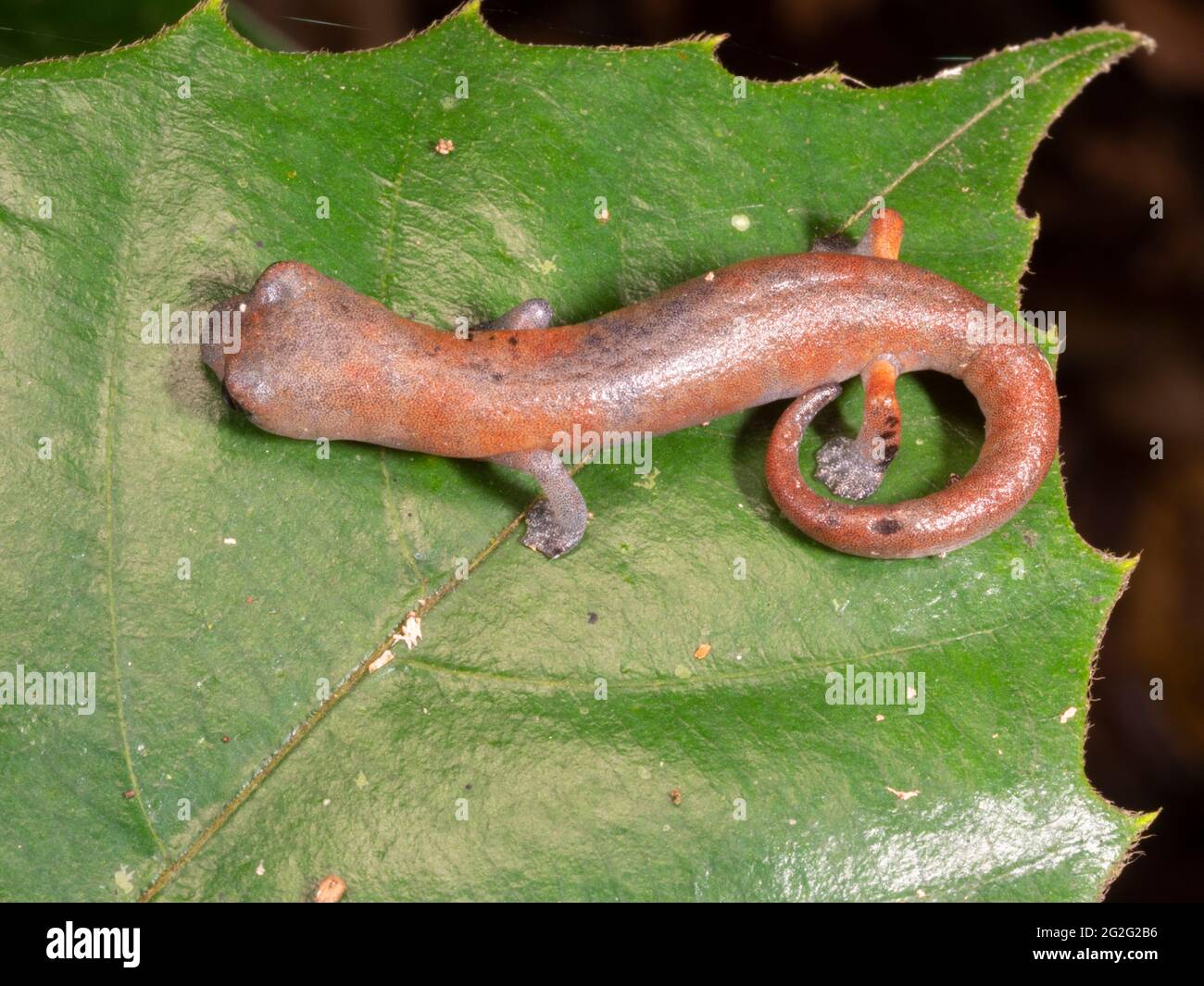 Ecuadorian climbing salamander (Bolitoglossa ecuatoriana) in the ...