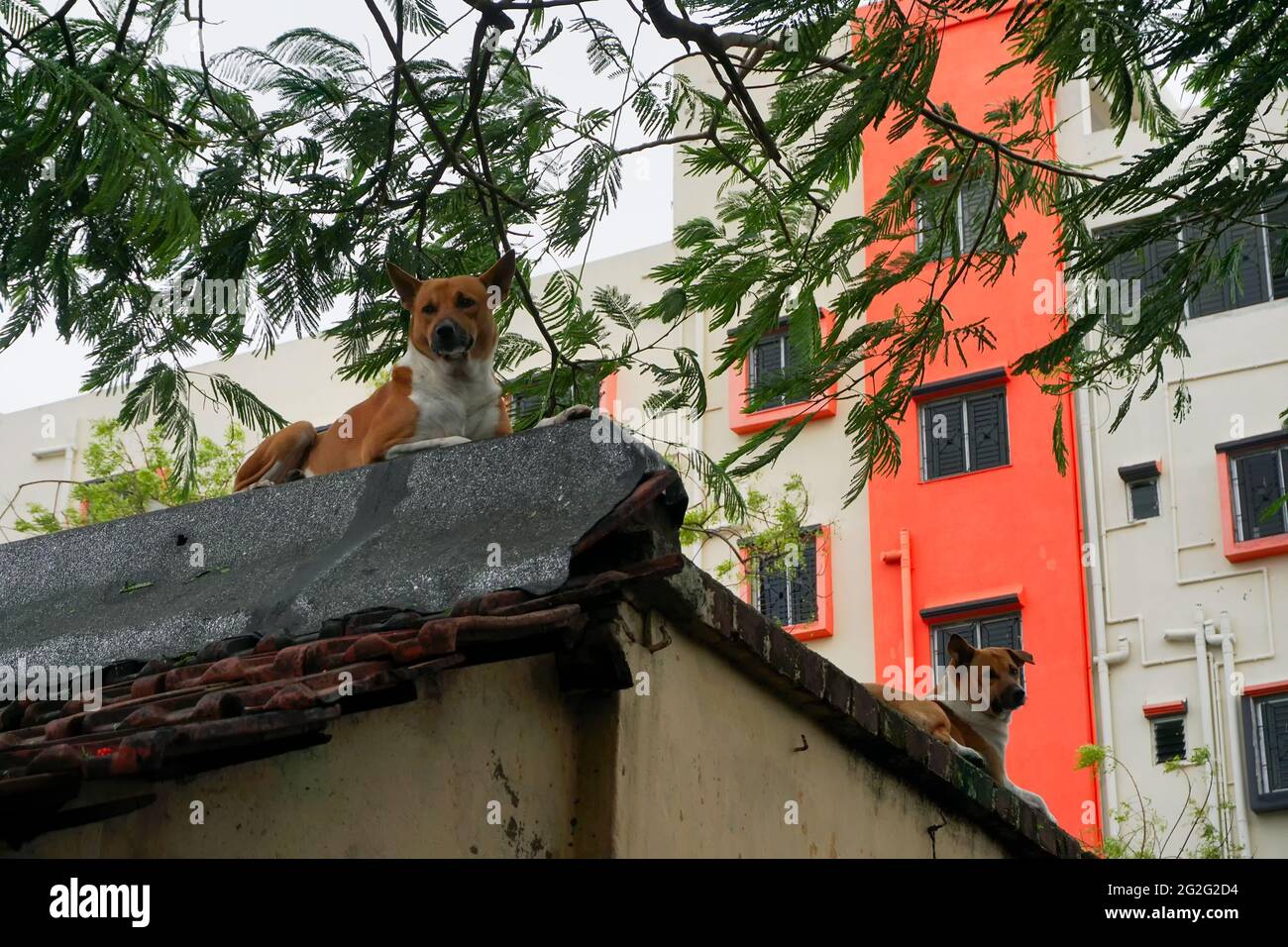 Two street dogs took shelter on the roof top in fear, Super cyclone ...