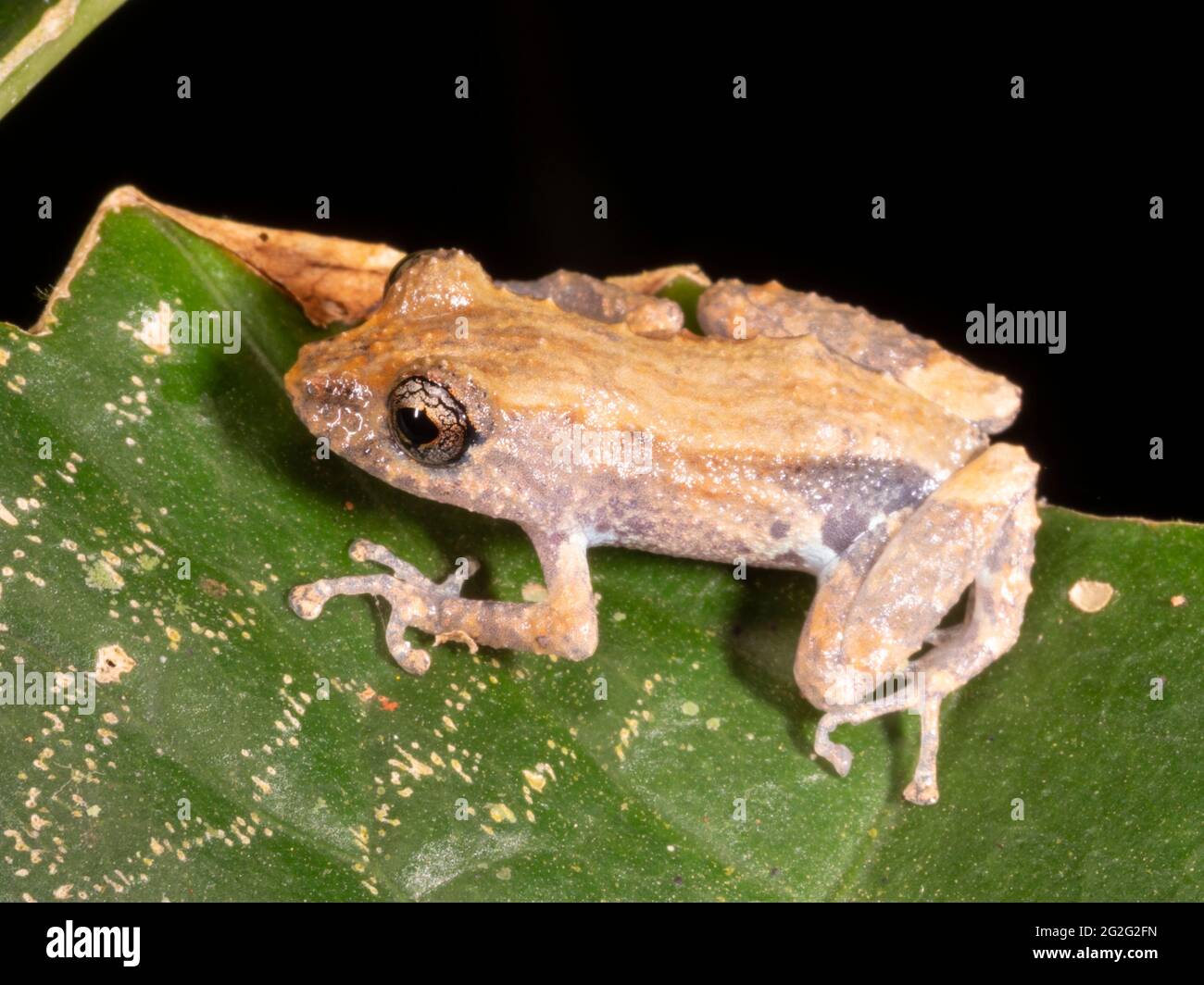 Marti's rain frog (Pristimantis martiae) on a leaf in the rainforest ...