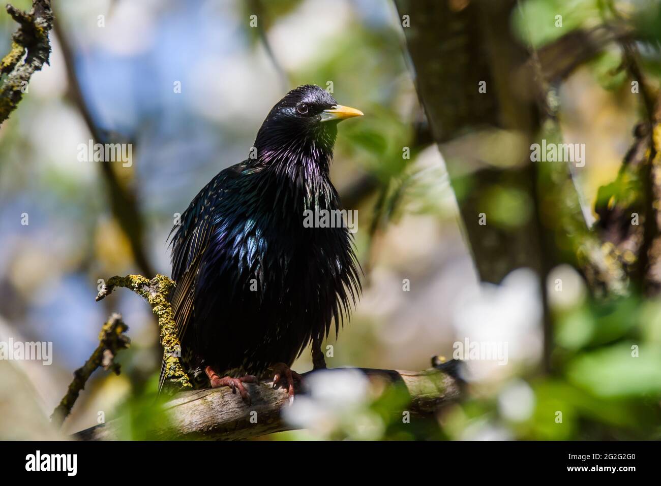 Bird on apple tree hi-res stock photography and images - Alamy