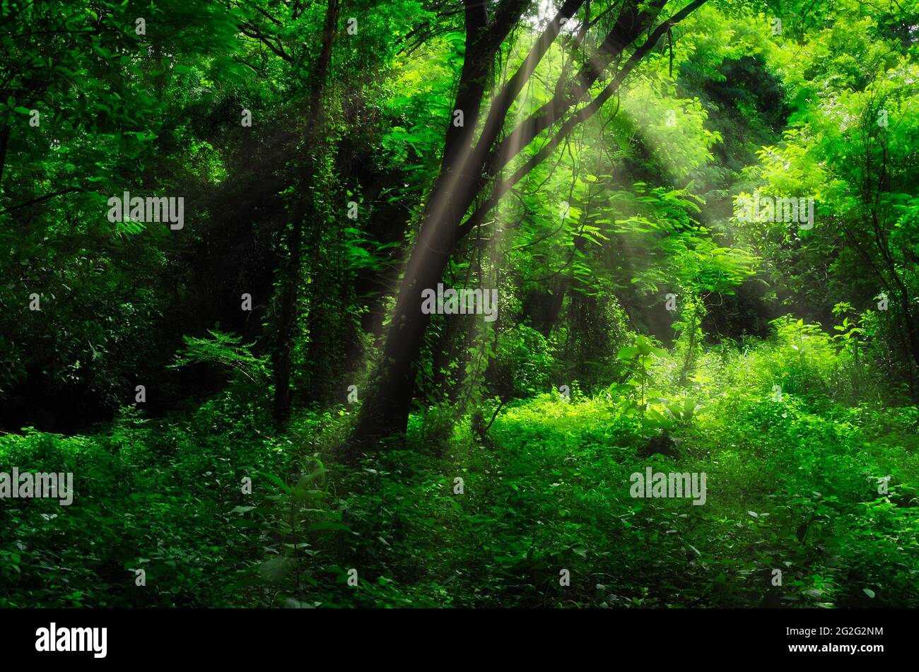 Sun ray through to the jungle Stock Photo - Alamy