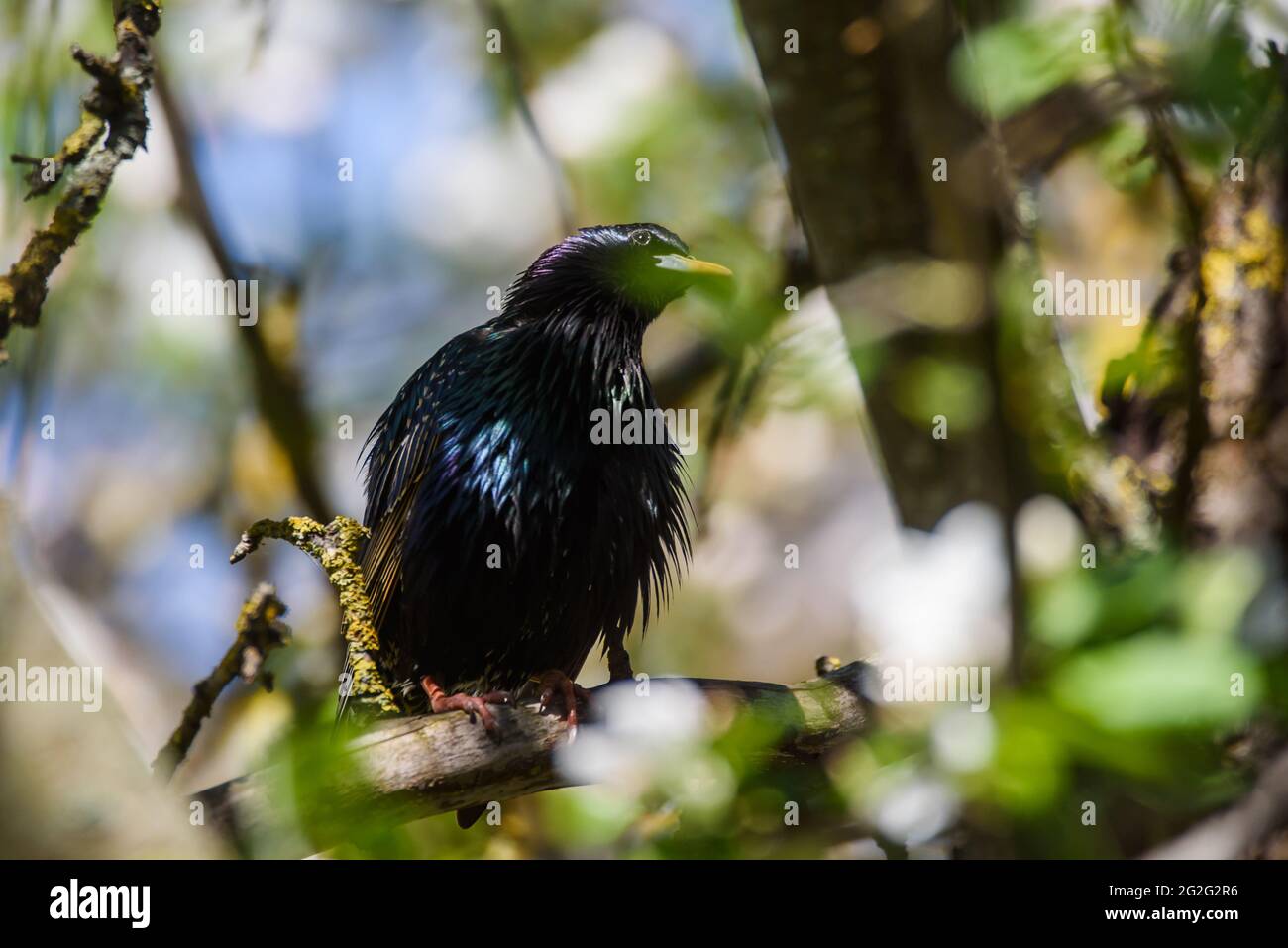 Bird on apple tree hi-res stock photography and images - Alamy