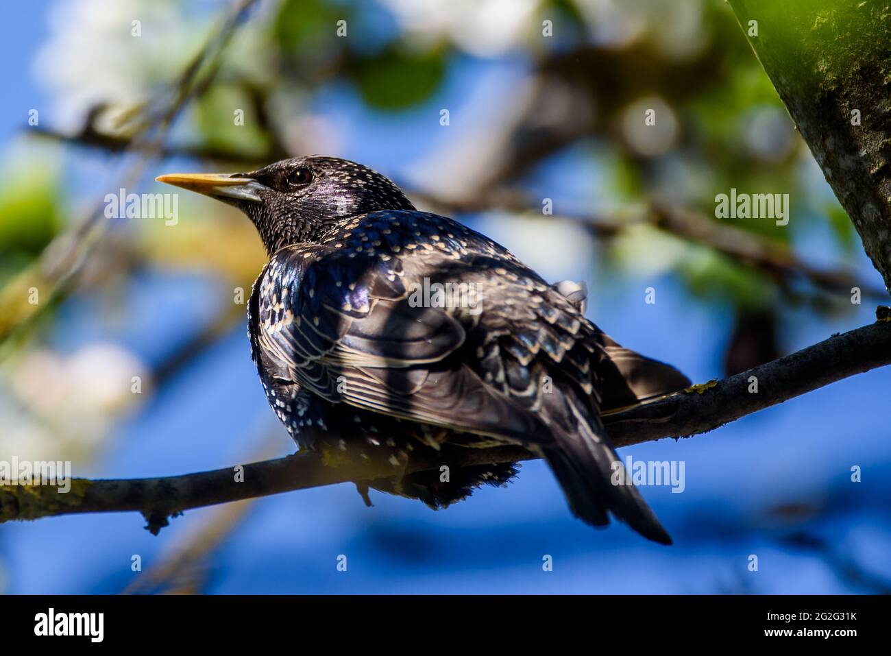 Bird on apple tree hi-res stock photography and images - Alamy