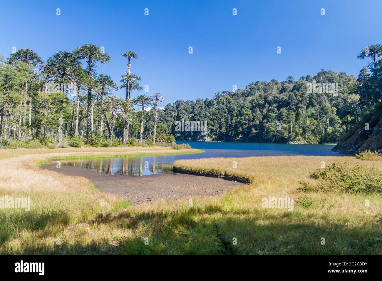 Laguna Toro lake in National Park Huerquehue, Chile Stock Photo - Alamy