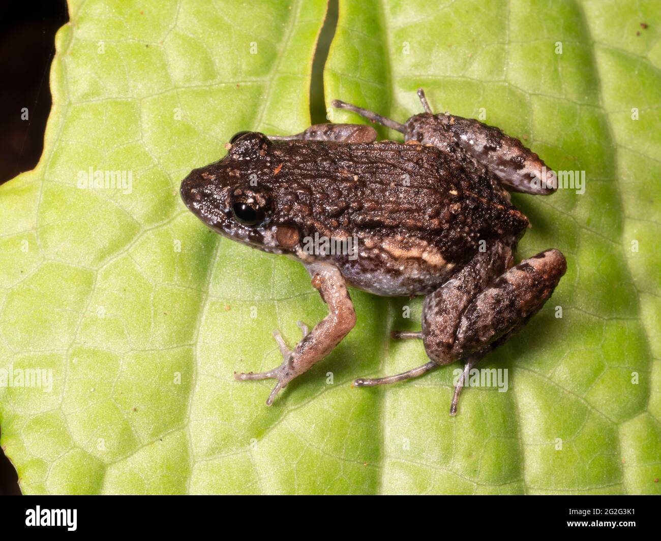 Forest chirping Frog (Adenomera hylaedactyla) in the rainforest, Napo ...