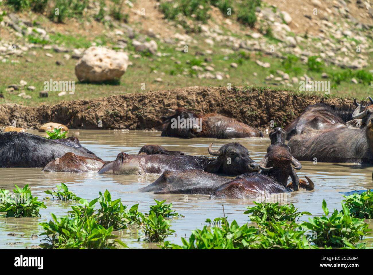 A herd of buffalo swimming in the river Stock Photo - Alamy