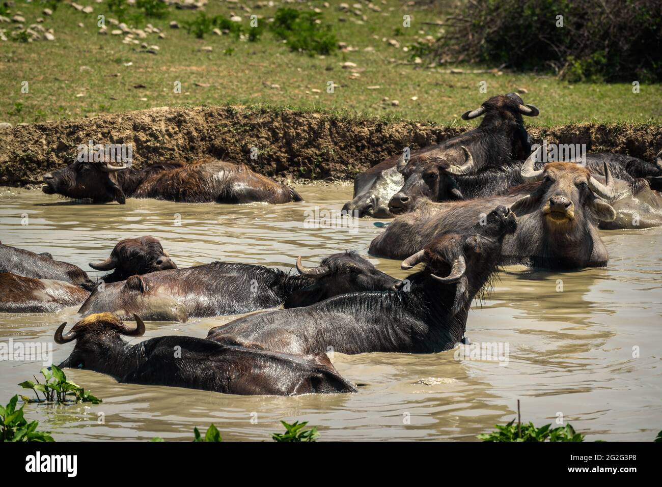 A herd of buffalo swimming in the river Stock Photo - Alamy