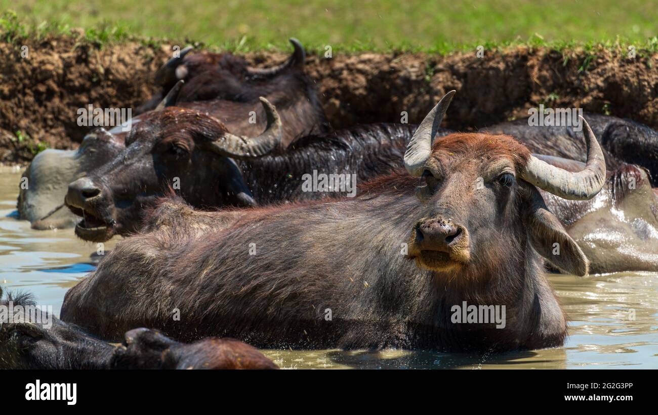 Bull buffalo swimming hi-res stock photography and images - Alamy