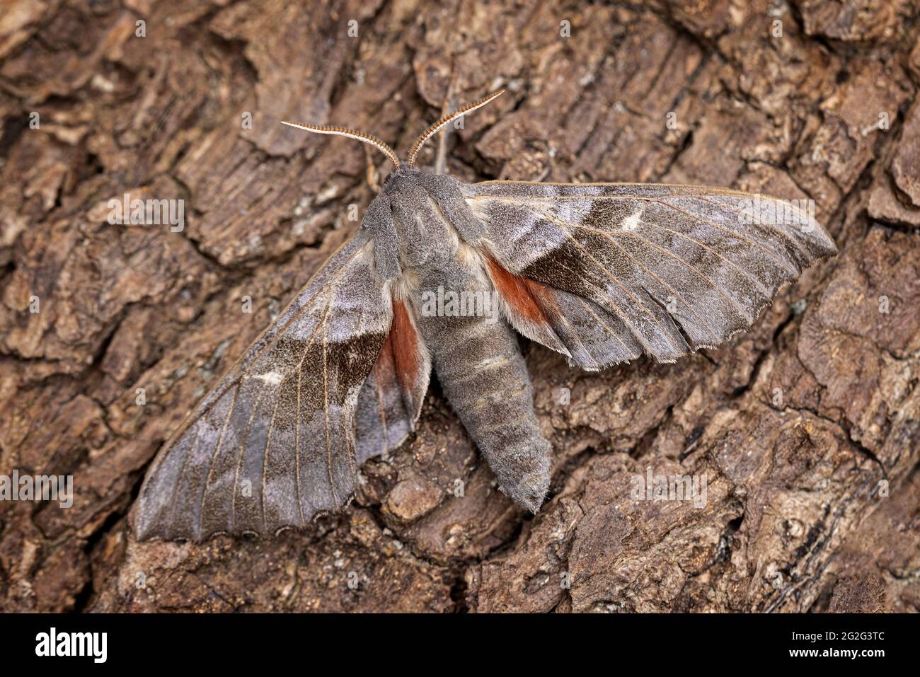 Poplar hawk moth hi-res stock photography and images - Alamy